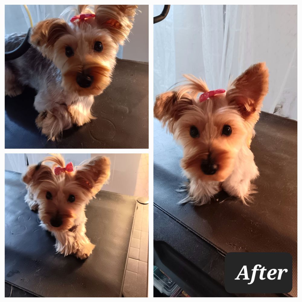 Q’S SUPREME PUPPY SPA - Updated October 2024 - Request an Appointment ...