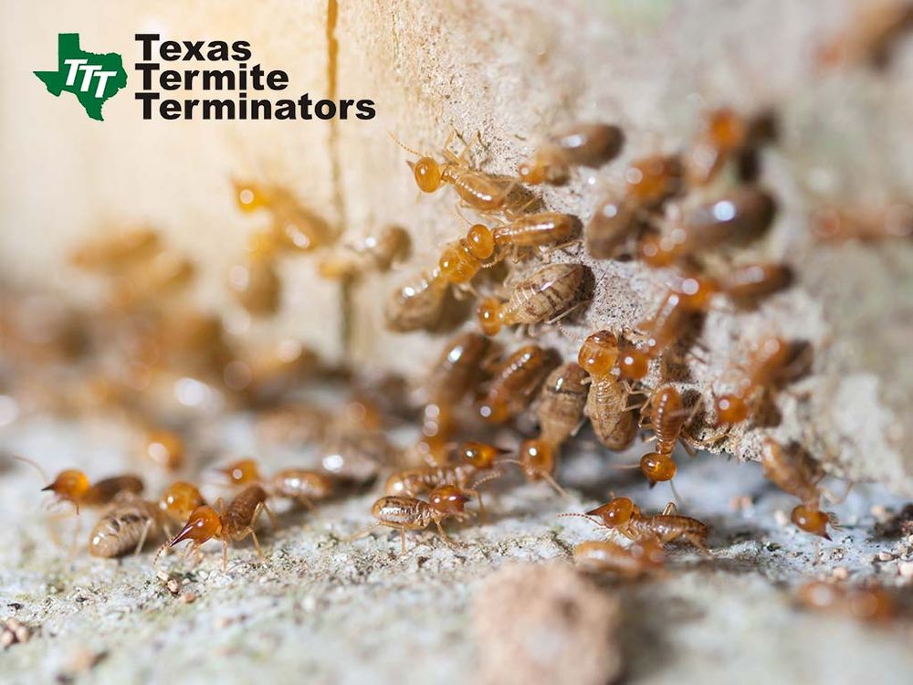 TEXAS TERMITE TERMINATORS - Updated November 2024 - 8616 Daffodil St ...