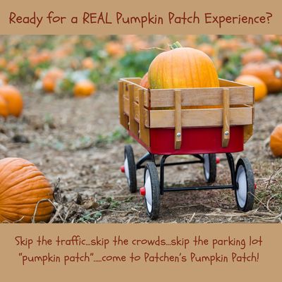 PATCHEN PUMPKIN PATCH - Updated December 2025 - 108 Photos & 46 Reviews ...