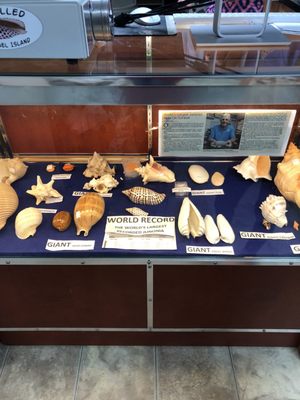 SANIBEL SEASHELL INDUSTRIES - 25 Photos - 905 Fitzhugh St, Sanibel, FL ...