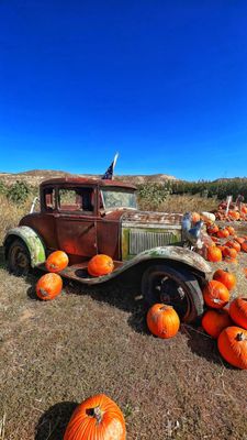 THOMPSON’S FARM MARKET - Updated December 2025 - 137 Photos & 24 ...