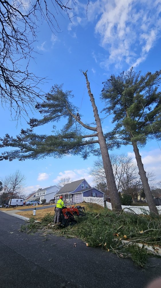 Beautiful Country Tree Service - Updated May 2026 - 101 Photos & 105 ...