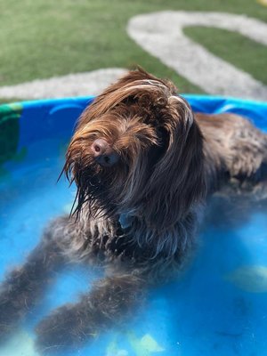 CARM’S DOG HOUSE - Updated May 2026 - 28 Photos & 35 Reviews - 6260 ...