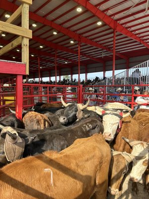 BERGERON RODEO GROUNDS - 45 Photos & 10 Reviews - 4271 Davie Rd, Davie ...