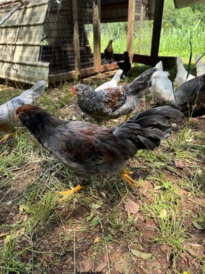 MURRAY MCMURRAY HATCHERY - Updated August 2025 - 102 Photos & 109 ...