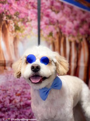 PETS ON BROADWAY NYC - Updated April 2025 - 235 Photos & 45 Reviews ...