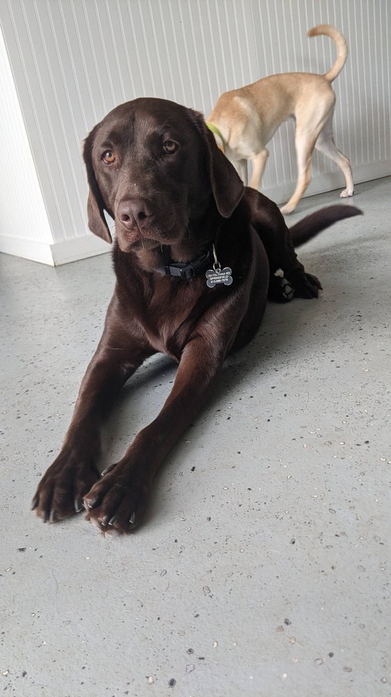 DARAGAN’S DOG CARE - Updated October 2025 - Request a Quote - 23 Photos ...