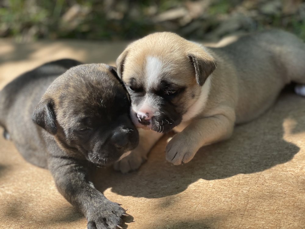 HIGH PRAISE DOG TRAINING - Updated October 2024 - Lake Wales, Florida ...