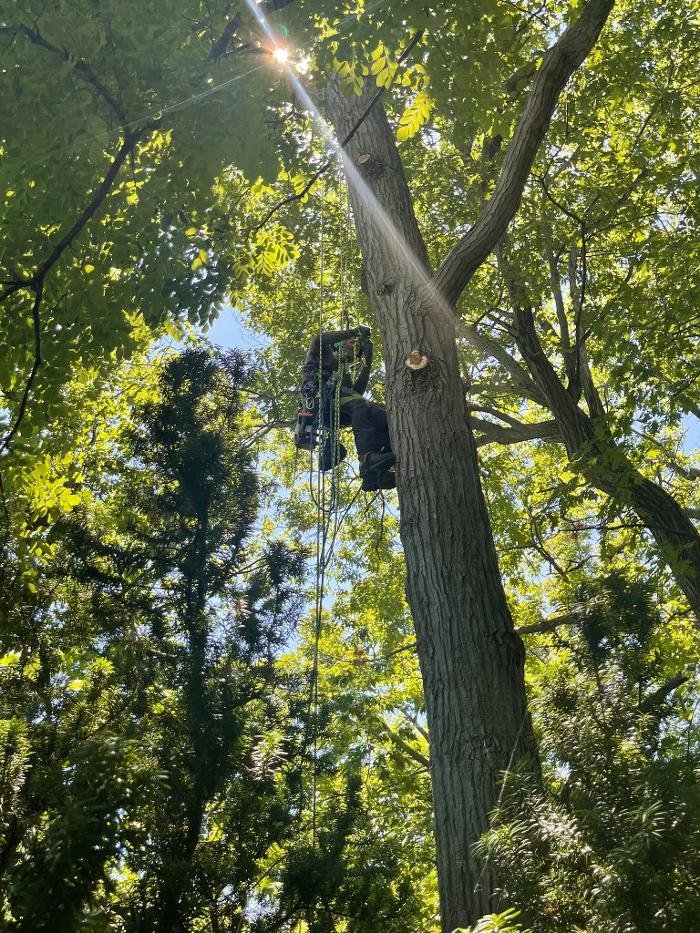 LEVESQUE TREE SERVICES - Updated July 2025 - 1499 Government Road N ...