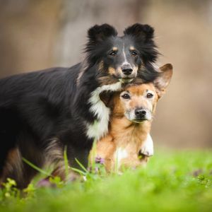 HESS RIDGE ANIMAL HOSPITAL - Updated December 2025 - 21 Photos - 12225 ...