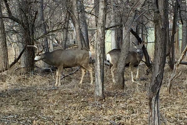 DAKOTA ZOO - Updated May 2025 - 60 Photos & 13 Reviews - 600 Riverside ...