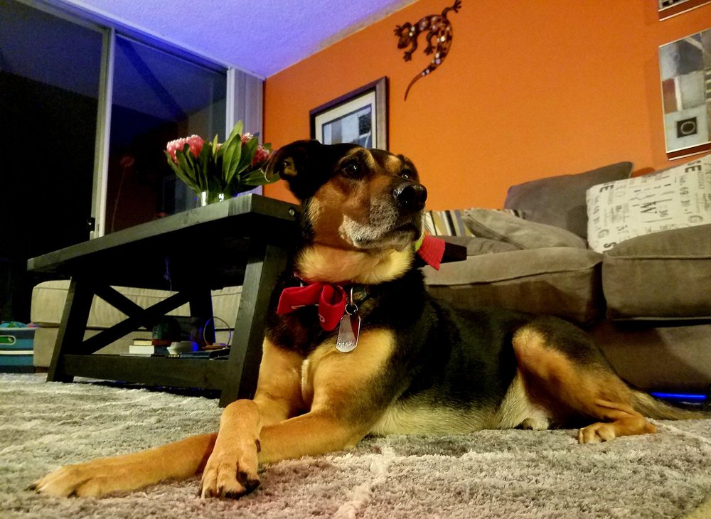 Sunset Cliffs Animal Hospital - VISIT NOW - 52 Photos & 228 Reviews ...