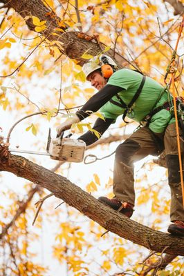 ARBOR AESTHETICS TREE SERVICE - Updated September 2025 - 13 Photos & 23 ...