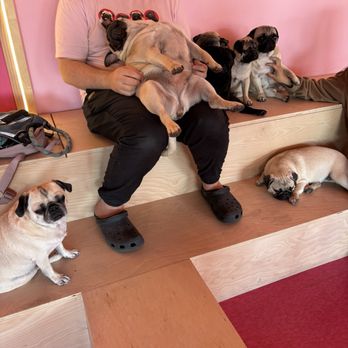 CUPPA PUG - Updated June 2025 - 166 Photos & 62 Reviews - 607 W 9th Ave ...