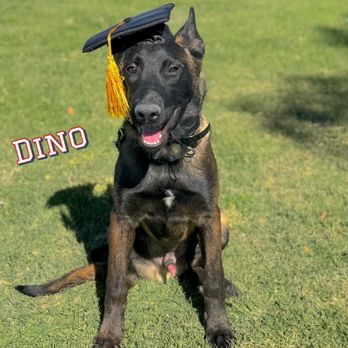 ALL-AMERICAN K-9 DOG TRAINING - Updated April 2025 - 527 Photos & 258 ...