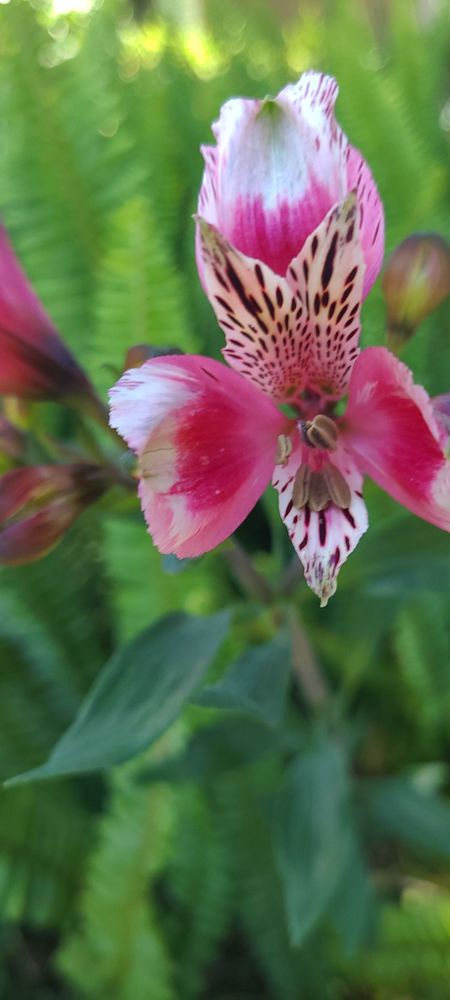 KROTONA INSTITUTE OF THEOSOPHY - Updated July 2025 - 31 Photos - 46 ...