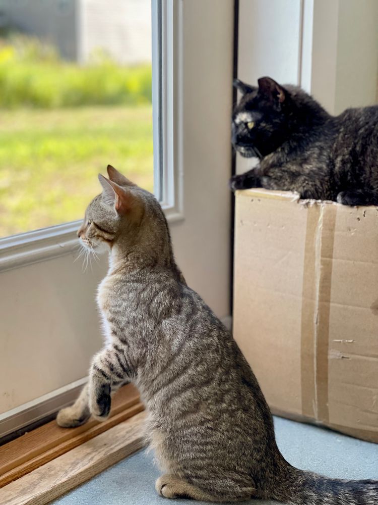 HART HOMELESS ANIMAL RESCUE TEAM OF MAINE - Updated January 2026 - 302 ...