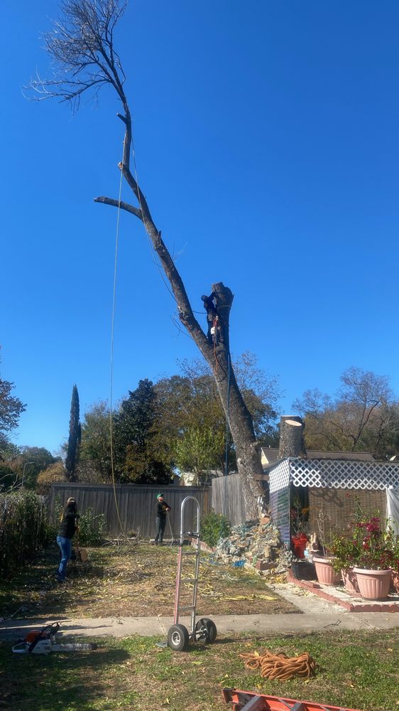SANTOS TREE SERVICES - Updated February 2025 - Request a Quote ...