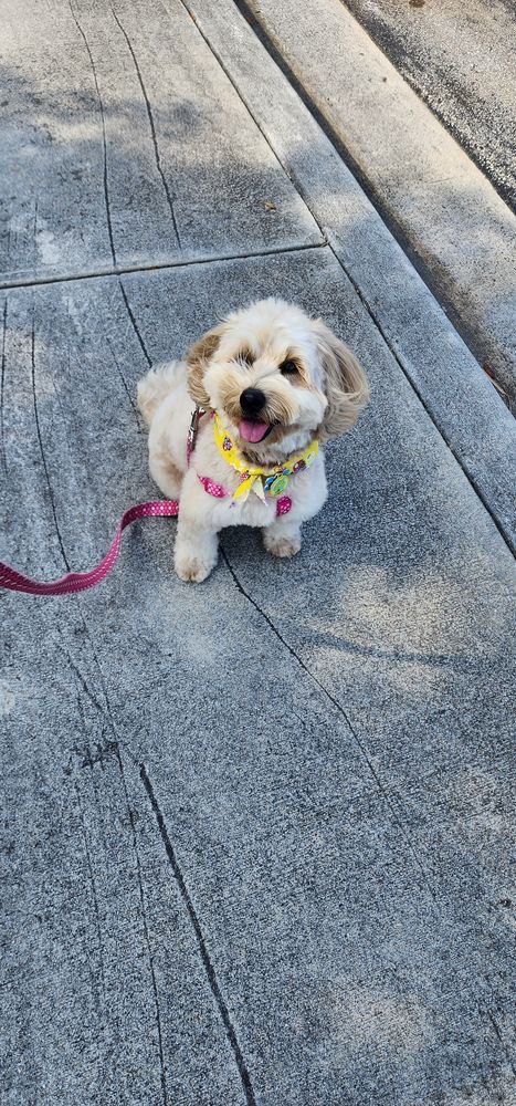 WAGS ANIMAL HOSPITAL - Updated July 2024 - 38 Photos & 65 Reviews - 691 ...