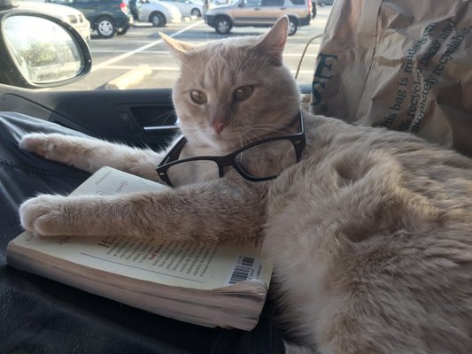 CASTIMORE SAM VMD - Updated December 2025 - 112 US Highway 206, Augusta ...