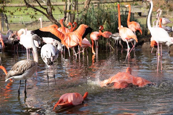 SAFARI WEST - 2865 Photos & 945 Reviews - Zoos - 3115 Porter Creek Rd ...