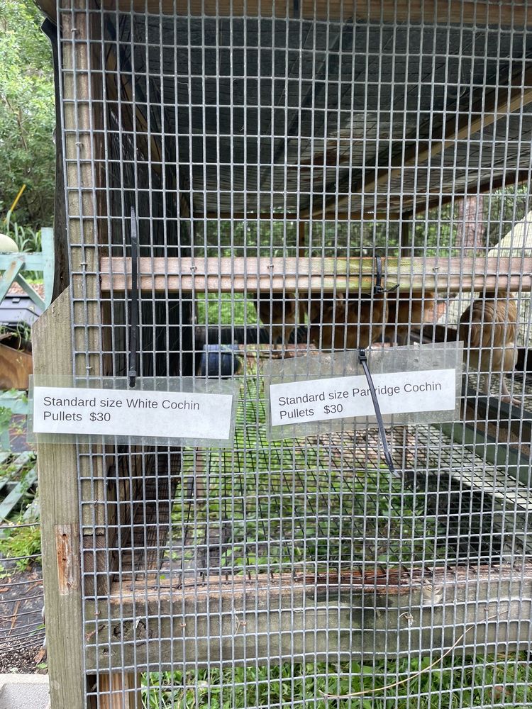 FUNKY CHICKEN FARM - Updated December 2025 - 11 Photos - 3510 Hield Rd ...