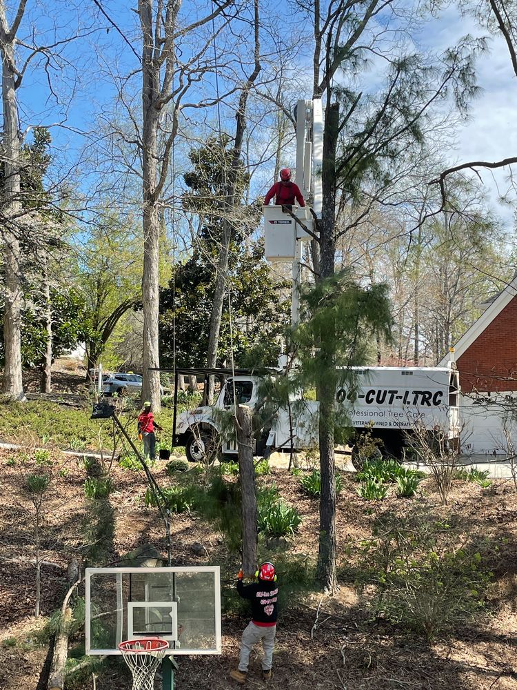 LTRC-TREE SPECIALISTS - Updated December 2025 - 12 Photos - 372 S Main ...