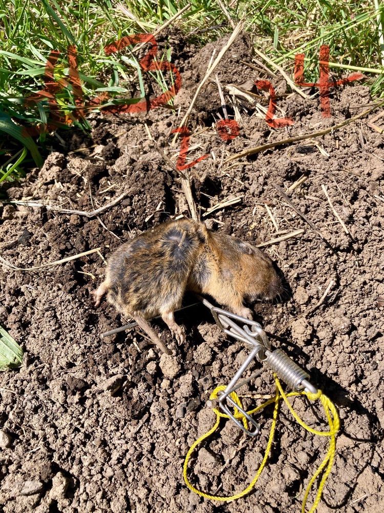 GOPHER EXTERMINATOR - Updated May 2024 - Redwood Valley, California ...