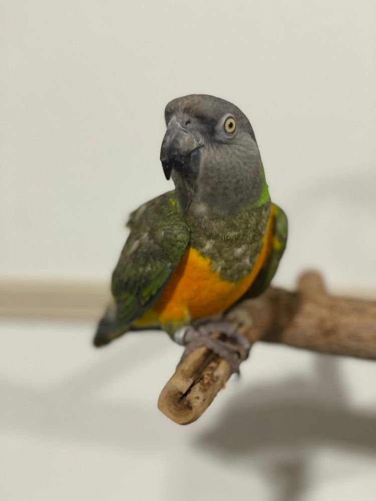 EMPIRE PARROTS - Updated October 2024 - 26 Photos - 239 Ocean Ave, New ...