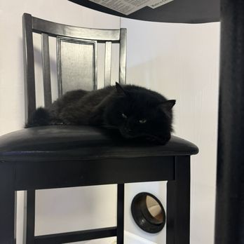 KITTY CAT CAFE - Updated August 2025 - 20 Photos & 12 Reviews - 108 ...