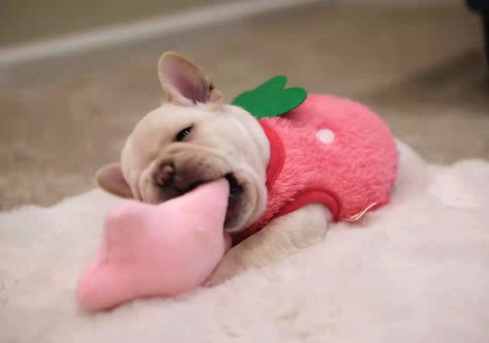 SHORT LEG FRENCHIES - Updated July 2025 - 77 Photos - Thornton ...