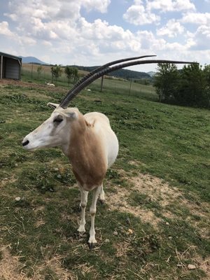 FORT CHISWELL ANIMAL PARK - 76 Photos & 20 Reviews - 569 Red Hollow Rd ...