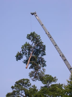 JOHNNY TIMBERS TREE SERVICE - Updated October 2025 - PO Box 6384 ...