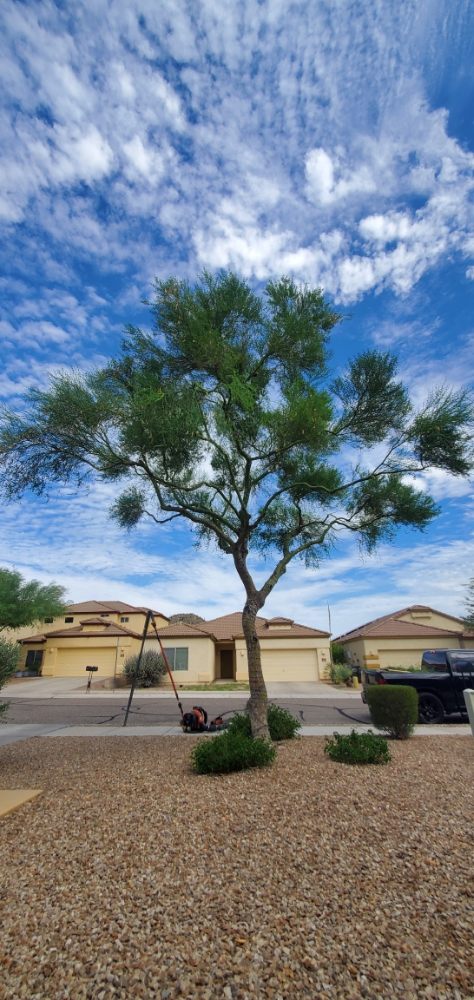 AZTECA TREE SERVICE - Updated July 2024 - Request a Quote - Tucson ...