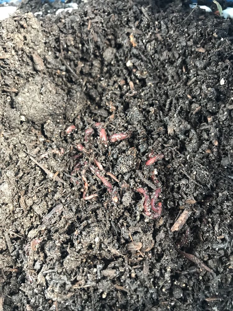 THE SCARLET WORM - 12 Reviews - 1275 7th St, Norco, CA - Yelp