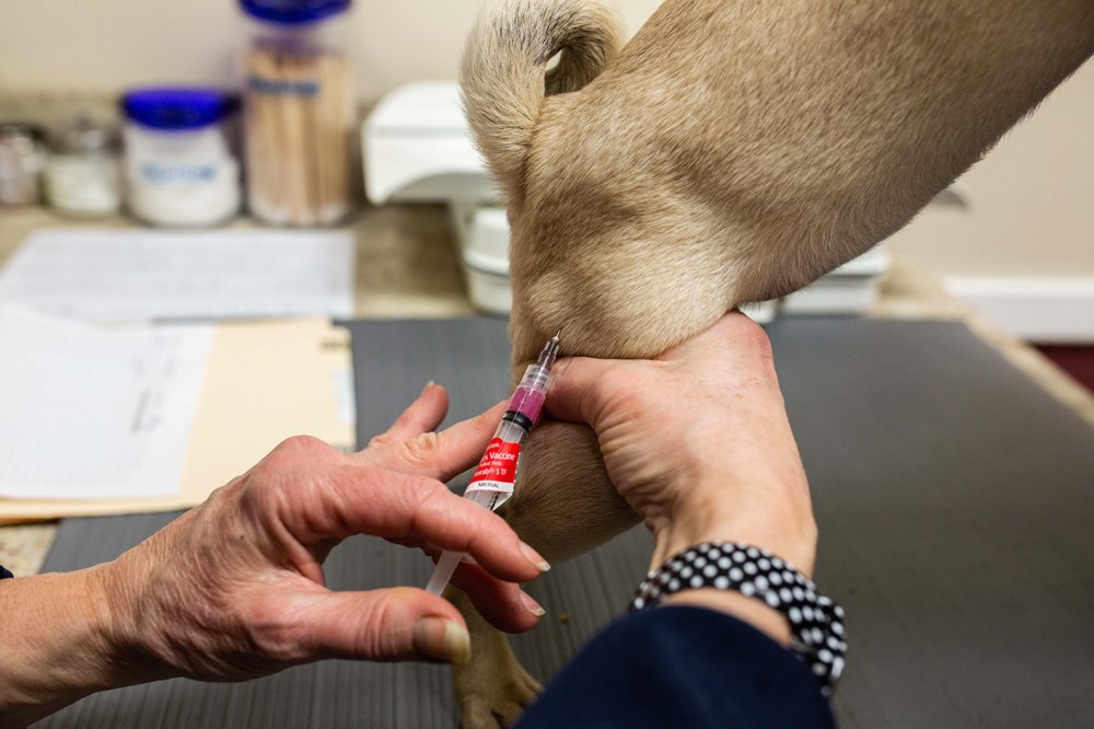 BAY RIDGE ANIMAL HOSPITAL - 14 Photos & 23 Reviews - 2244-48 Bay Ridge ...