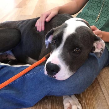 GREATER BIRMINGHAM HUMANE SOCIETY - Updated October 2025 - 50 Photos ...