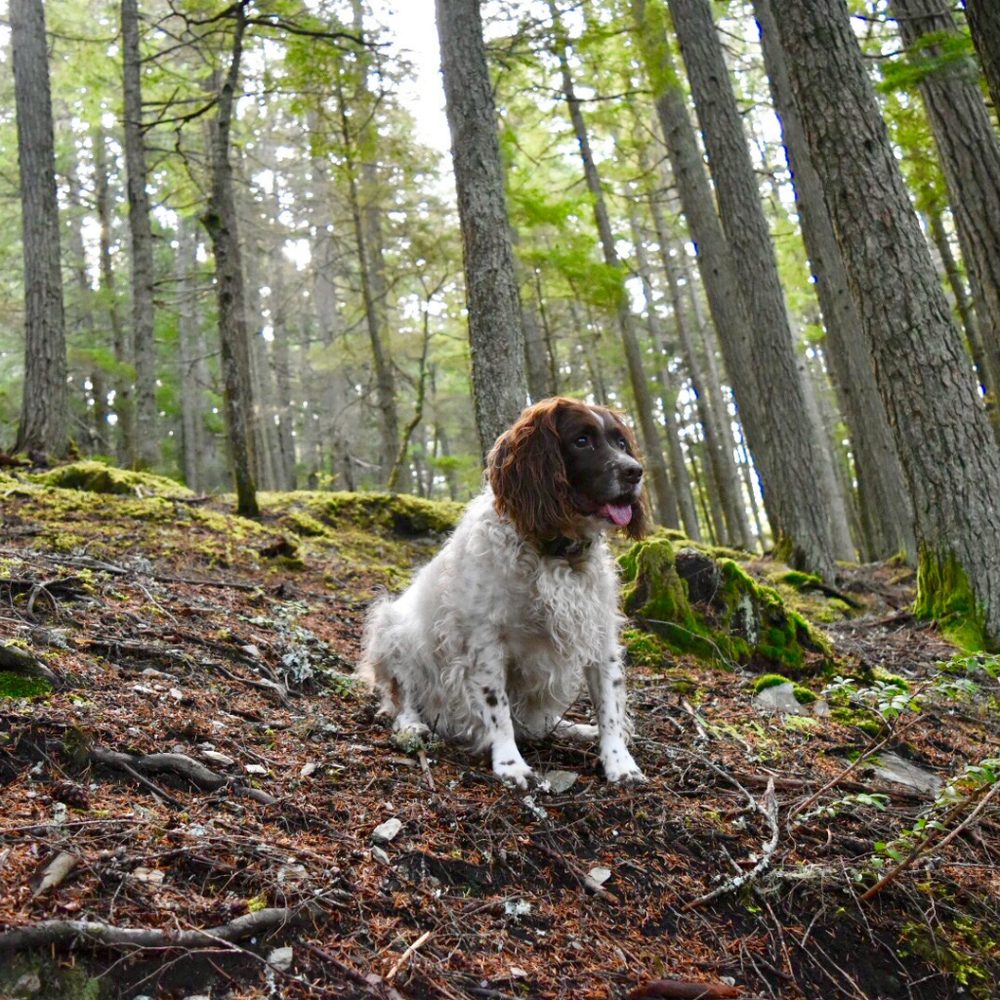 WHISTLER DOG NANNY - Request a Quote - Whistler, British Columbia ...