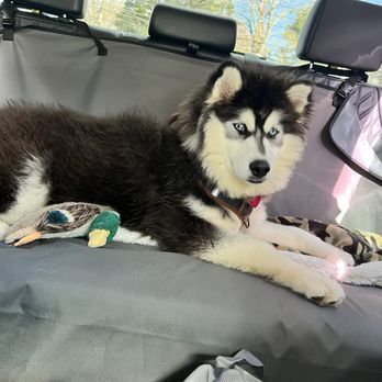 BUBBLY PAWS - Updated December 2024 - 42 Photos & 18 Reviews - 141 New ...