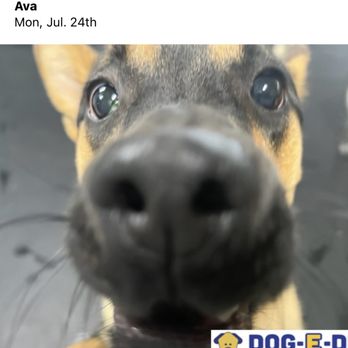 DOG-E-DEN SHERMAN OAKS - Updated April 2026 - 245 Photos & 219 Reviews ...