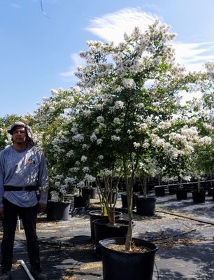 LAWNS TREE FARM - Updated May 2024 - 33 Photos & 13 Reviews - 400 ...