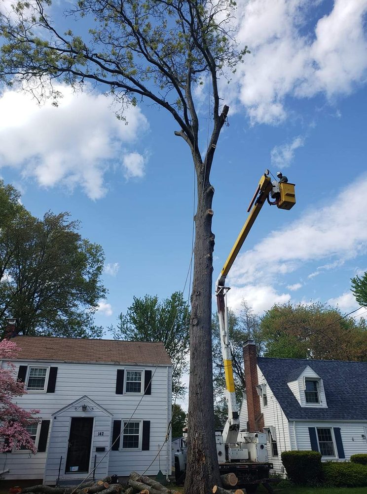 BRANCHING OUT TREE CARE - Request a Quote - Coventry, CT - Yelp