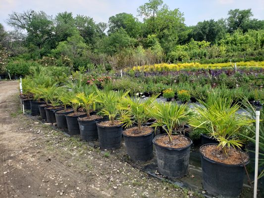 WIZARD TREE FARM - Updated June 2025 - 1300 California Crossing Rd ...