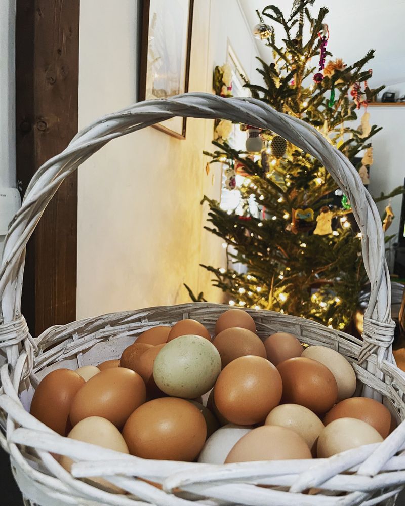 LOS POLLITOS FAMILY FARM - 38 Photos - 12890 NW 82nd Ct, Chiefland ...