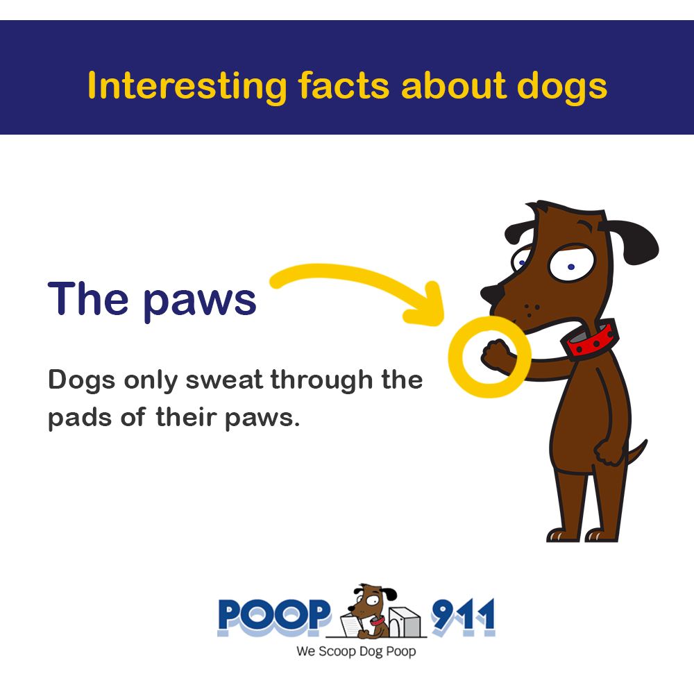 POOP 911 - Updated April 2025 - Request a Quote - 10 Photos ...