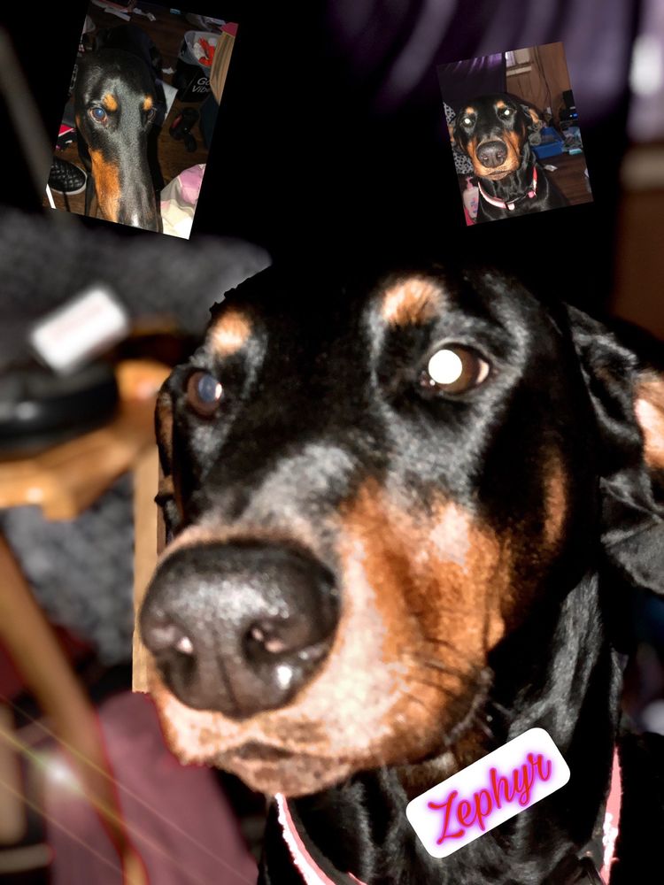 LEWIS ANIMAL HOSPITAL - Updated December 2025 - 12 Photos & 31 Reviews ...