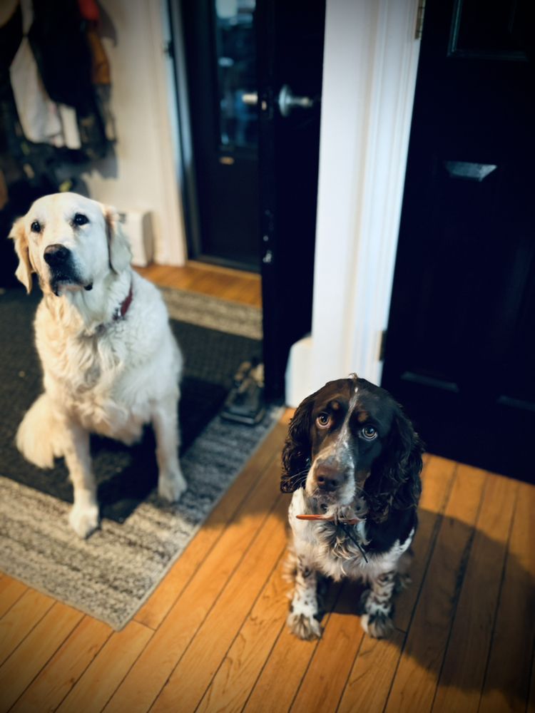 SNIP N DIP PET CLIPS - Updated December 2024 - Request an Appointment ...