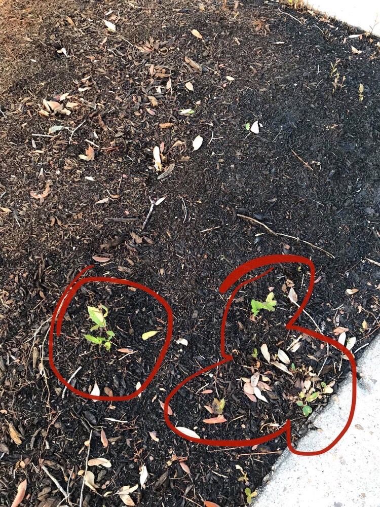 VICTOR TREE SERVICE - Updated December 2025 - Houston, Texas - Tree ...