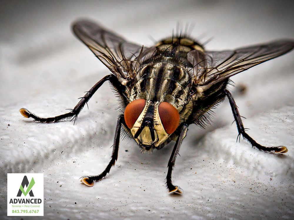 ADVANCED TERMITE AND PEST CONTROL - Updated May 2026 - 10 Photos & 13 ...