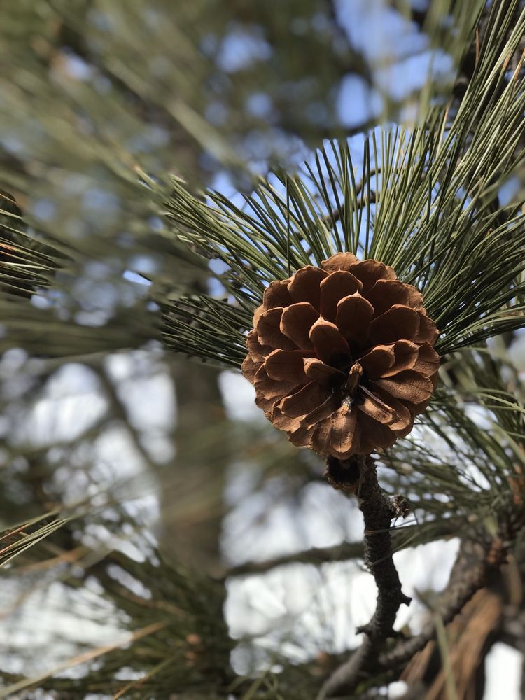 TAHOE PYRAMID BIKEWAY VERDI UPSTREAM SECTION - 20 Photos - South End Of ...